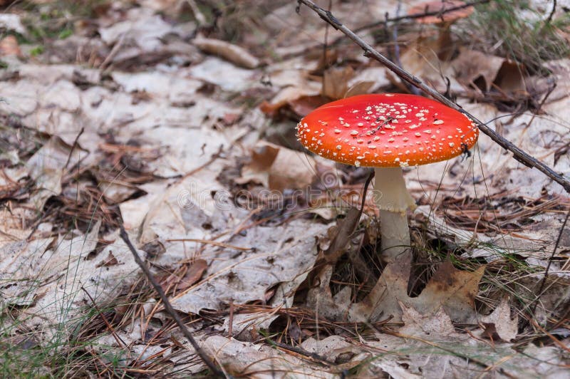 Red toadstool in a forest stock photo. Image of color - 60352776