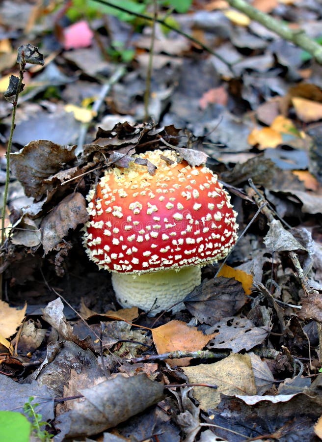 Red Toadstool on a Forest Background. Stock Photo - Image of brown ...