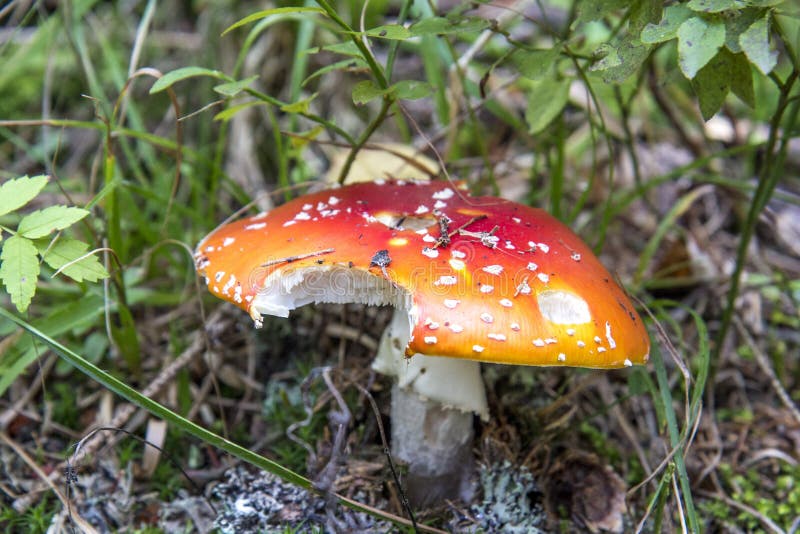 Red Toadstool in the Forest Stock Image - Image of forest, amanita ...