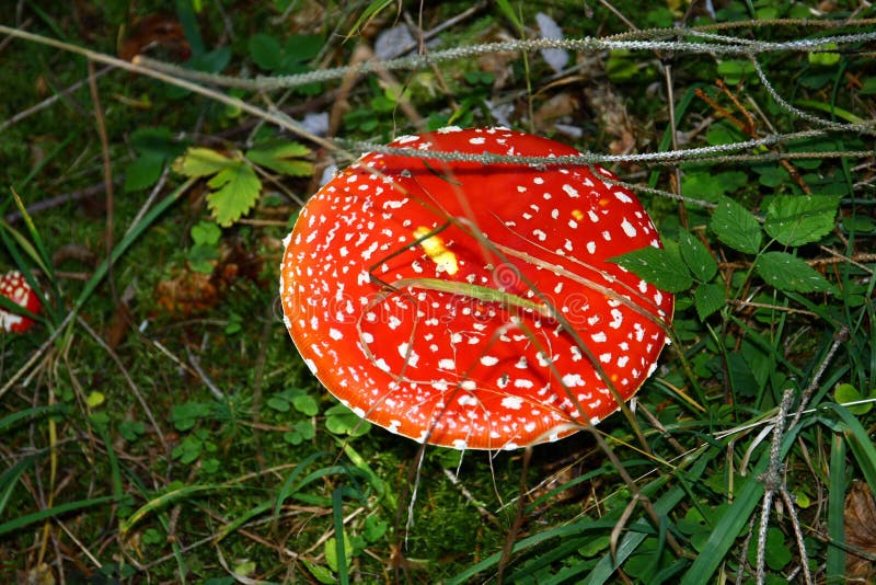 Red Toadstool in the Forest Stock Photo - Image of toadstool, autumn ...