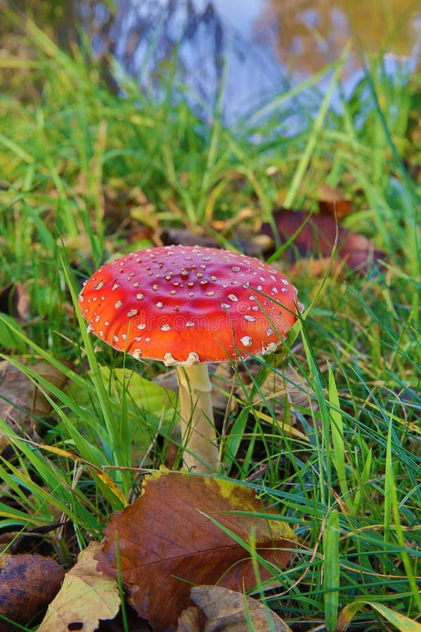 Red Toadstool Growing in the Grass. Stock Photo - Image of mushrooms ...