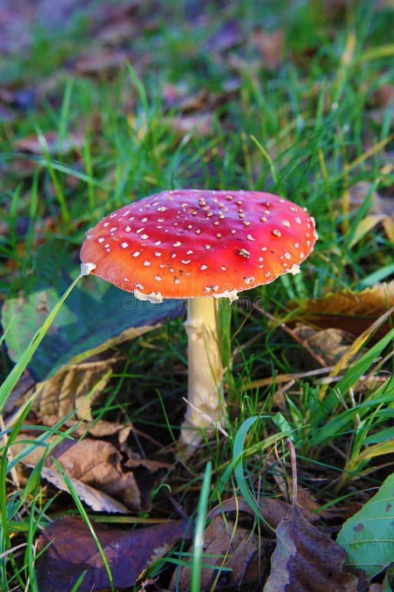 Red Toadstool Growing in the Grass. Stock Photo - Image of forest ...
