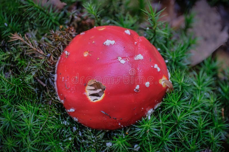 Red Toadstool on Mossy Forest Ground Stock Photo - Image of moss ...