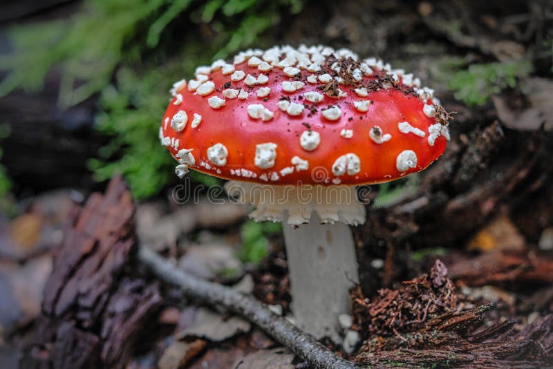Red Toadstool on Mossy Forest Ground Stock Photo - Image of green ...
