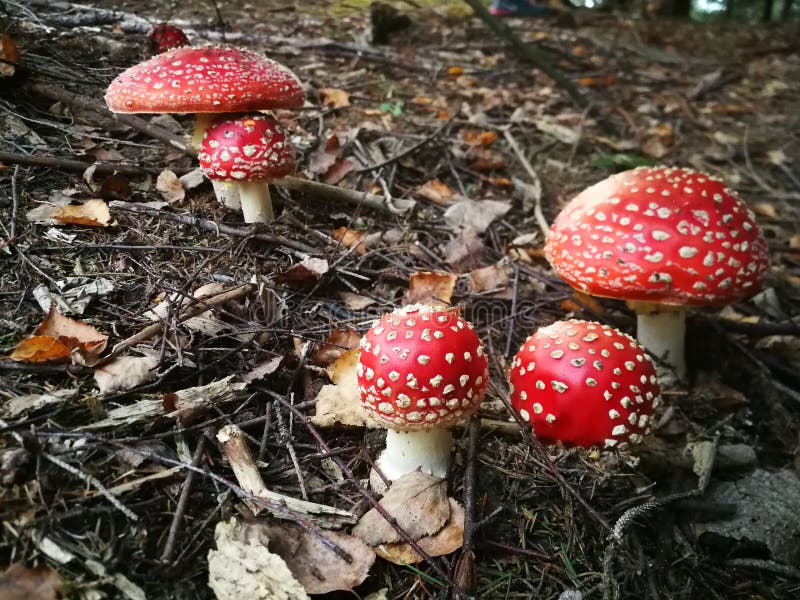 Red Toadstool stock image. Image of toadstool, family - 200204869