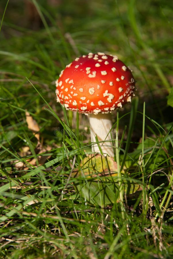 Red toadstool stock photo. Image of toadstool, mushroom - 101045124