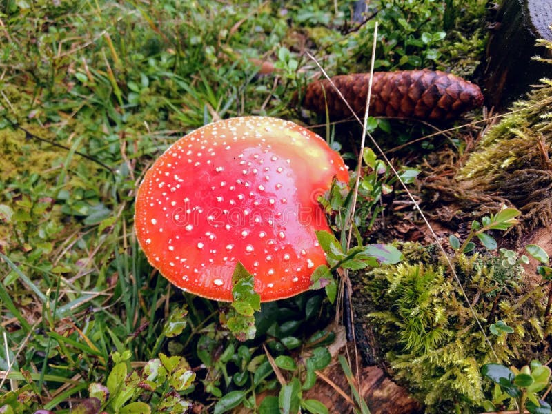 Red toadstool on wet moss stock image. Image of flower - 215249989