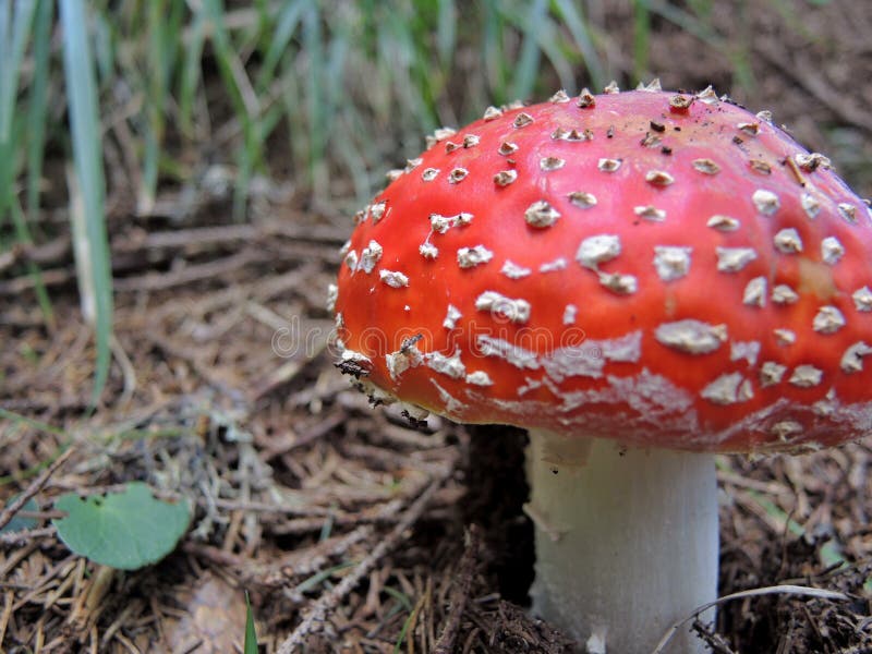 Red toadstool stock image. Image of green, color, woods - 53048631