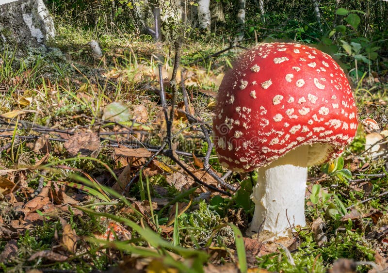 Red Toadstools in the Woods Stock Photo - Image of magic, meadow: 129323512