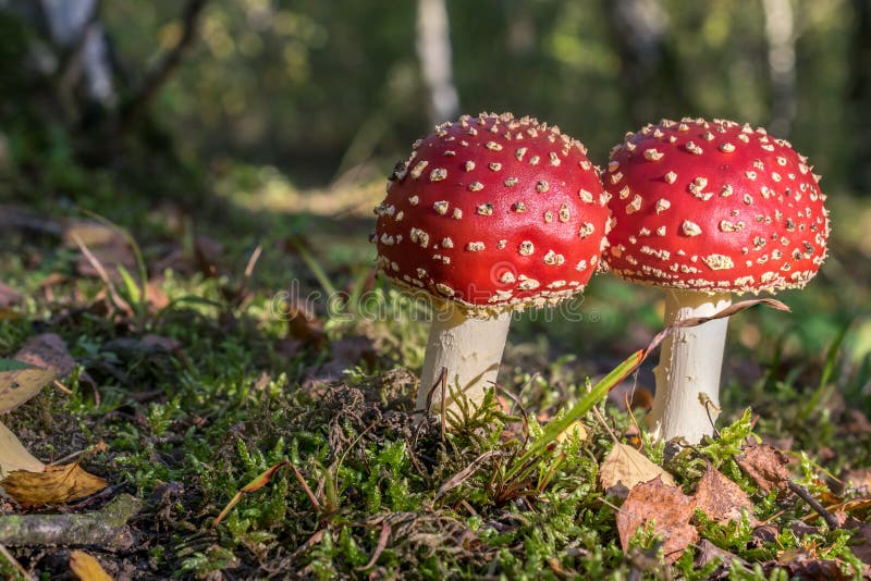 Red Toadstools in the Woods Stock Image - Image of forest, closeup ...