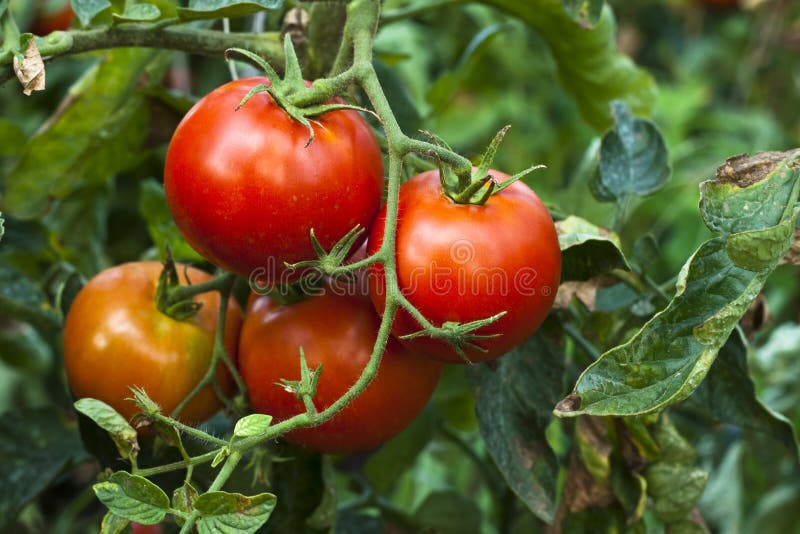 Red tomato stock image. Image of leaf, health, growth - 14666407