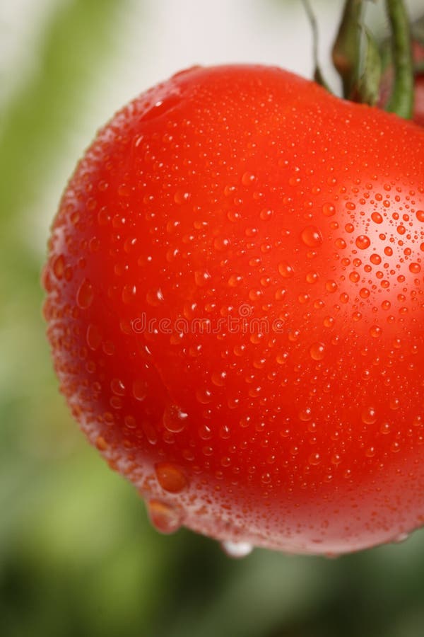 Red tomato stock image. Image of nutriment, nourishment - 17729551