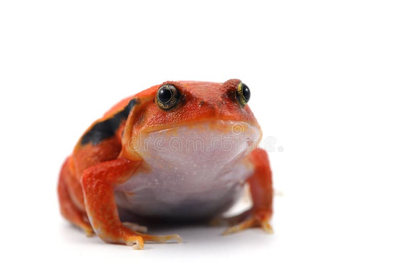 Red Tomato Frog Isolated on White Background Stock Photo - Image of ...