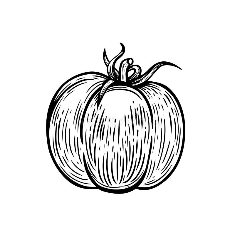 Red Tomato Line Drawing Isolated on White Background Stock Vector ...