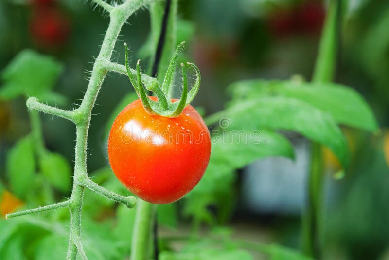 Red tomato on plant stock image. Image of leaf, macro - 22795169