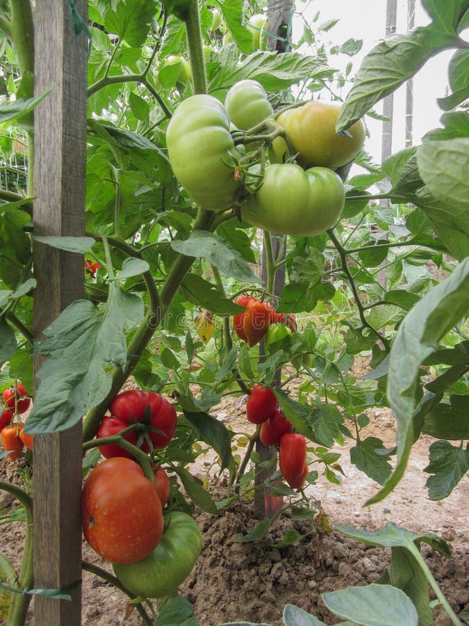 Red Tomato Plants in a Home Made Vegetable Garden Stock Image - Image ...