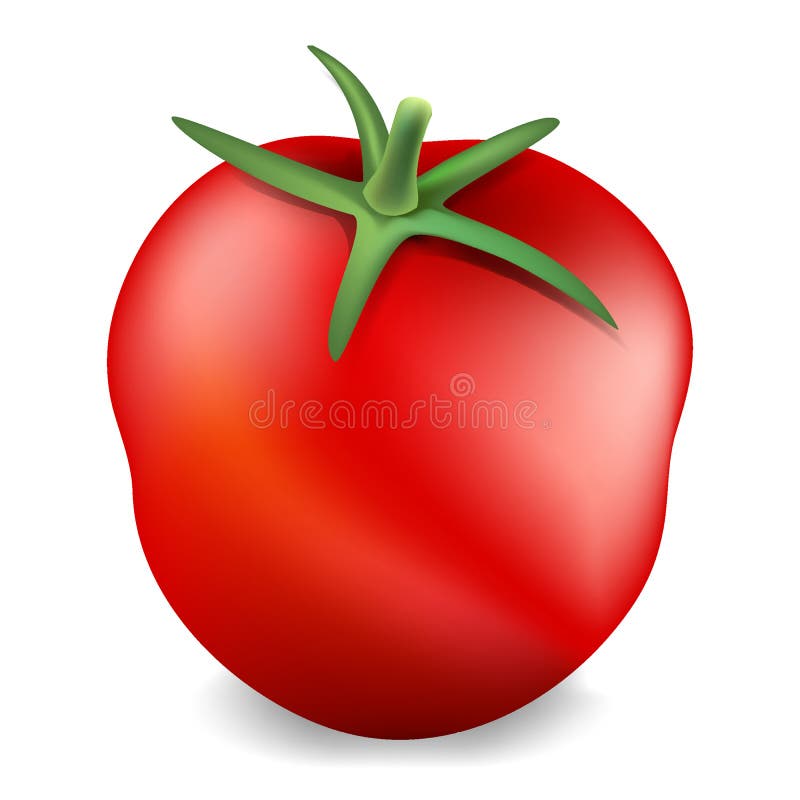 Red Tomato Realistict Object Mesh Stock Vector - Illustration of fresh ...
