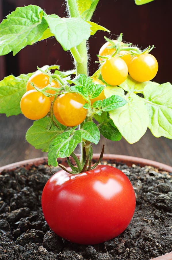 Red Tomato and Small Yellow Tomatoes Stock Photo - Image of closeup ...