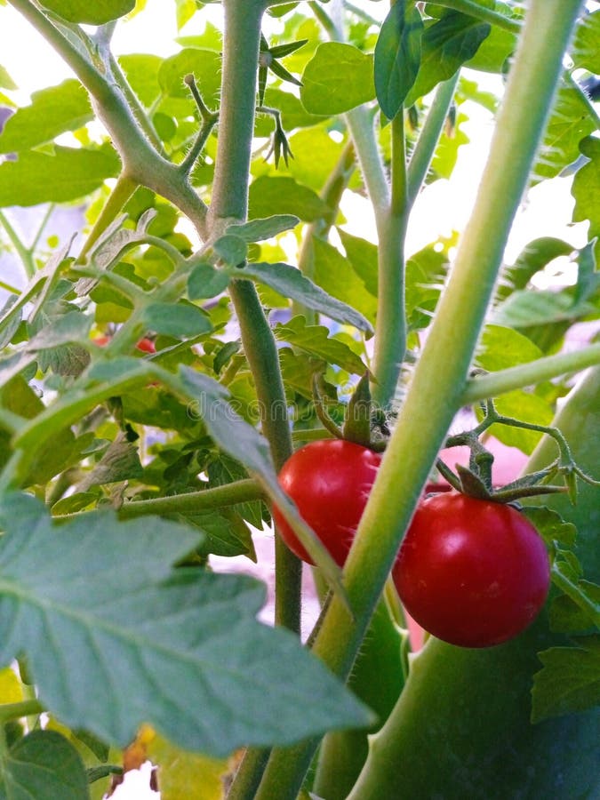 Red tomato tree stock image. Image of growing, tomato - 296636279