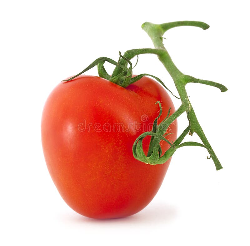 Red tomato vegetable stock image. Image of tomato, round - 24121631