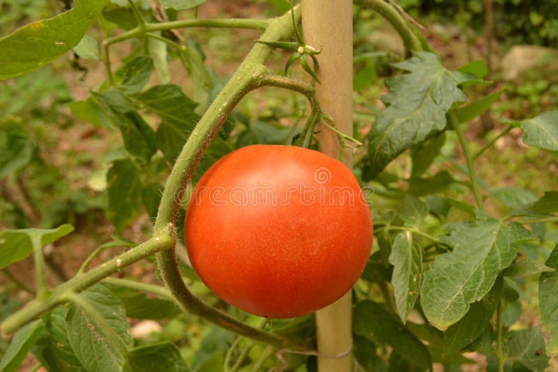 Red tomato on the vine stock photo. Image of fresh, food - 77368618