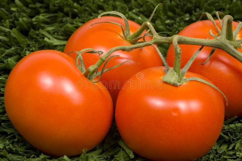 Red Tomatoes stock image. Image of farm, tasty, antioxidants - 1229933