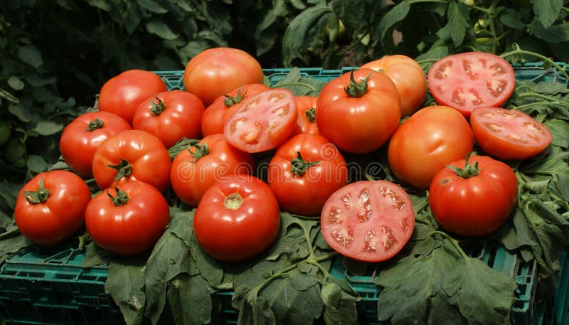Red tomatoes stock image. Image of organic, healthy, nature - 13928955