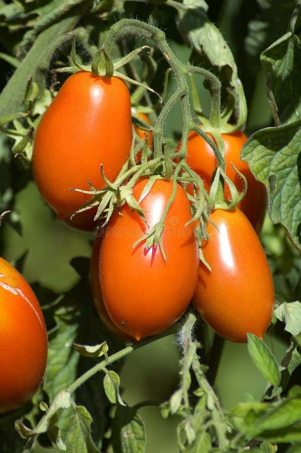 Red tomatoes stock image. Image of harvesting, homegrown - 16051475