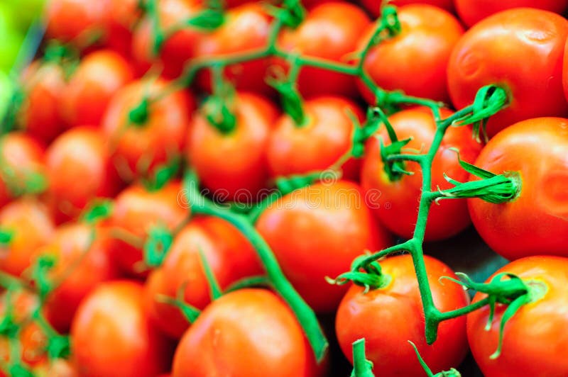 Red tomatoes stock photo. Image of ketchup, food, multitude - 21293832