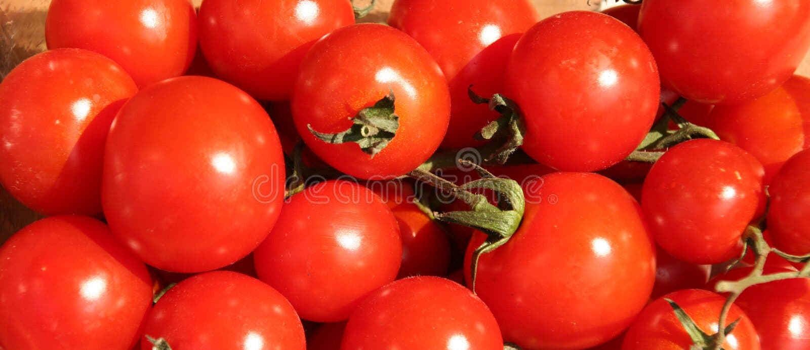 Washing tomatoes stock photo. Image of wash, tomato, cleaning - 1559530