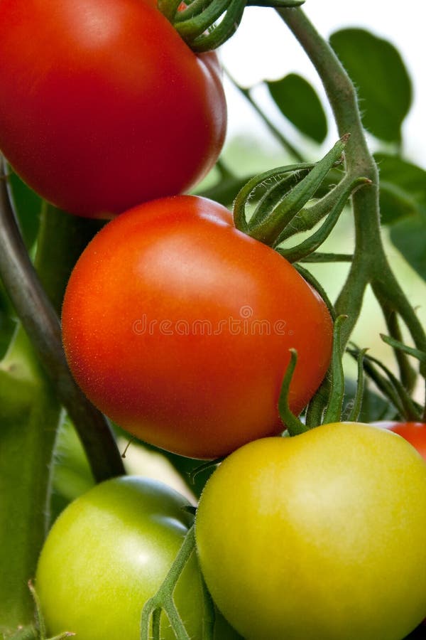 Red tomatoes stock image. Image of harvest, rispe, tomato - 26291417