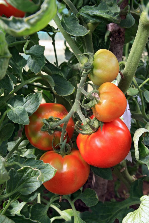 Red tomatoes stock image. Image of heat, culture, greenhouse - 27130159