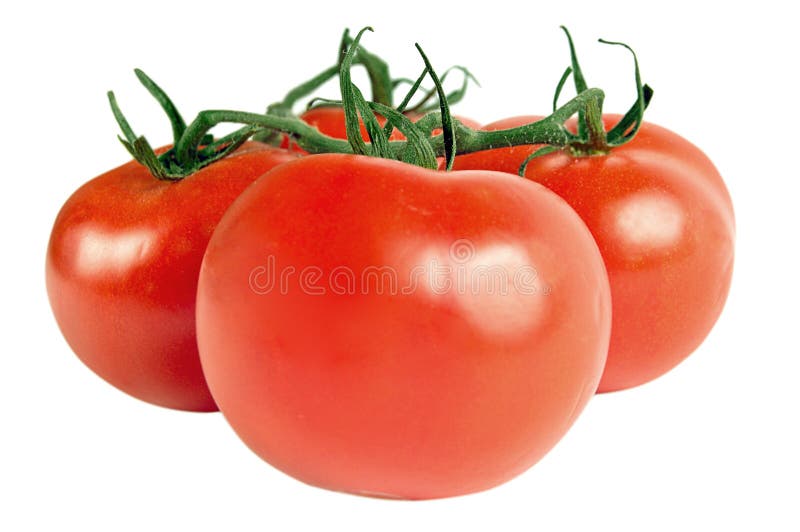 Fresh tomatoes stock image. Image of eating, green, environment - 39771989
