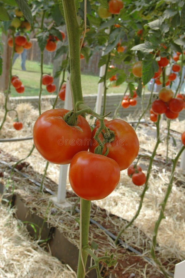Red tomatoes stock image. Image of farm, plantation, agriculture - 524313