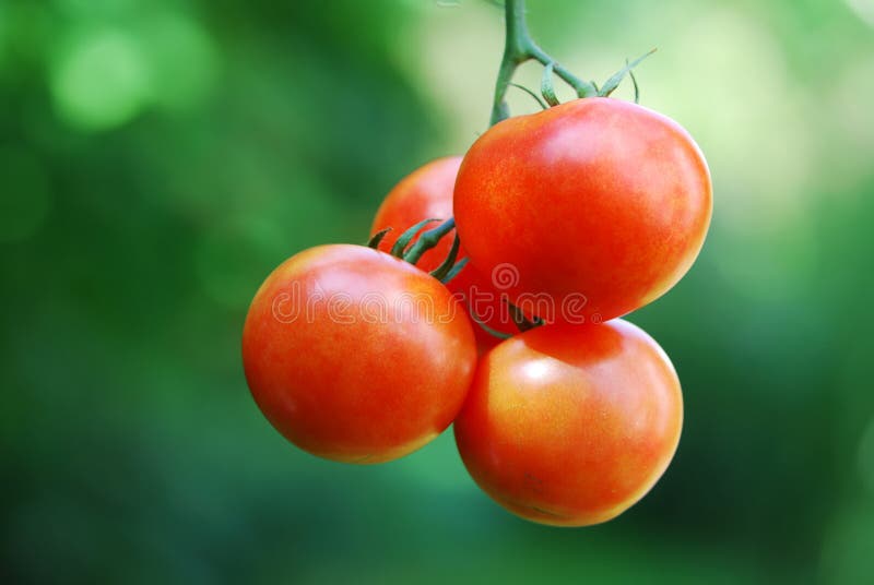 Red tomatoes stock image. Image of bunch, tomato, fruit - 6287451