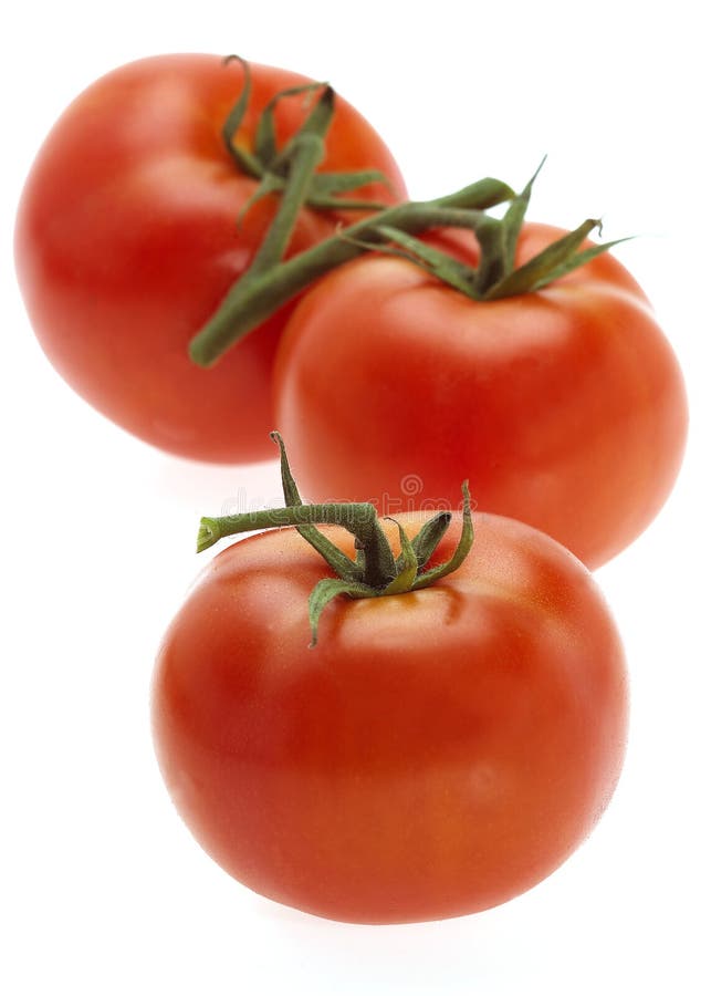TOMATE ROUGE stock photo. Image of studio, tomatoes - 170288562