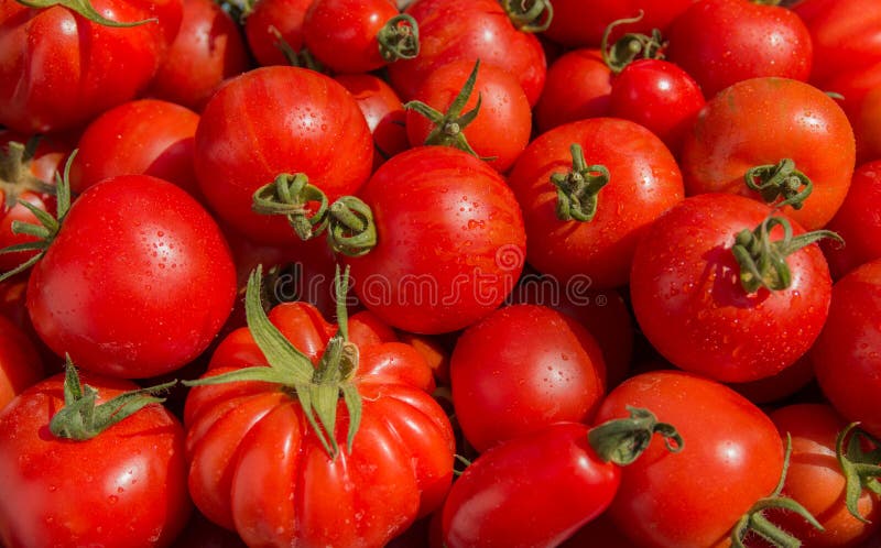 Red Tomatoes, Background Image Various Varieties Stock Image - Image of ...