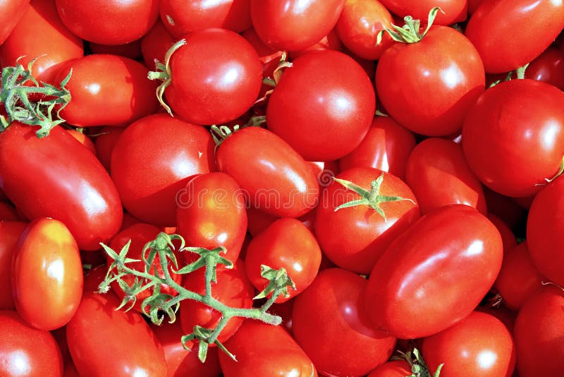 Backgrounds of Many Rotten Red Tomatoes Stock Photo - Image of throw ...