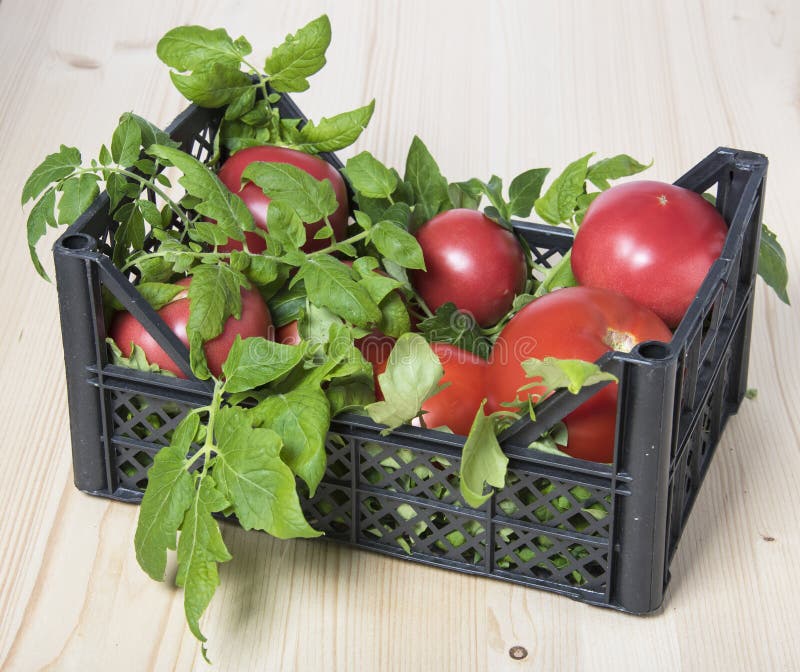 Red Tomatoes in a Box with Tomato Leaves Stock Photo - Image of ...