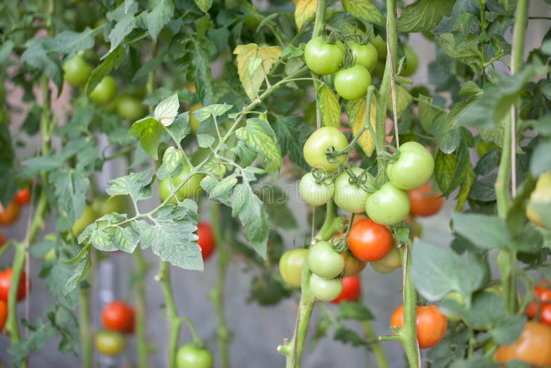 Red tomatoes stock photo. Image of growth, bunch, greenhouse - 48687560