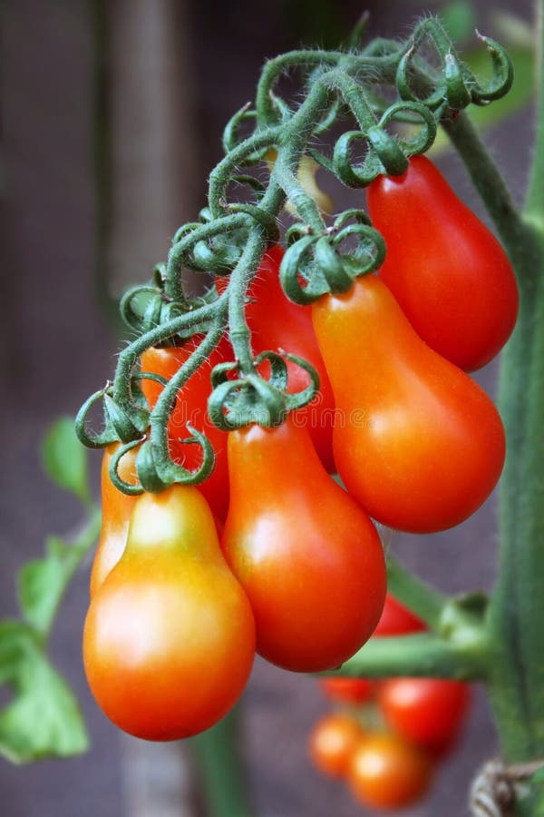Red tomatoes. stock image. Image of garden, apple, horticulture - 122212703