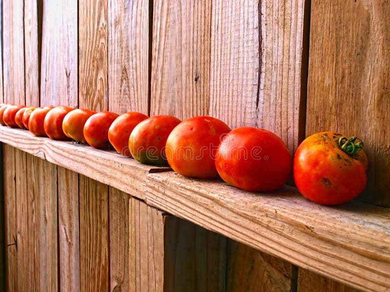 Red Tomatoes Ripening in the Sun Stock Photo - Image of nature, cooking ...