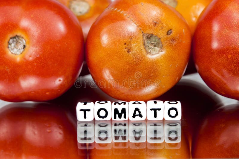 Red tomatoes with text stock photo. Image of tomatoes - 45232644