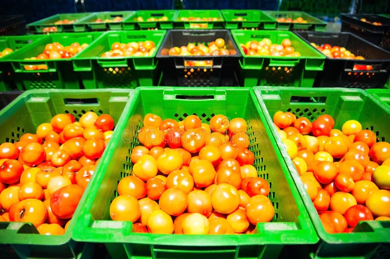 Red Tomatoes on Vegetable Processing Factory Stock Image - Image of ...