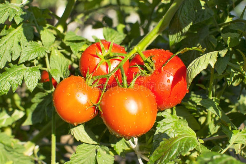 Red tomatoes on vine stock image. Image of fresh, juicy - 81329491