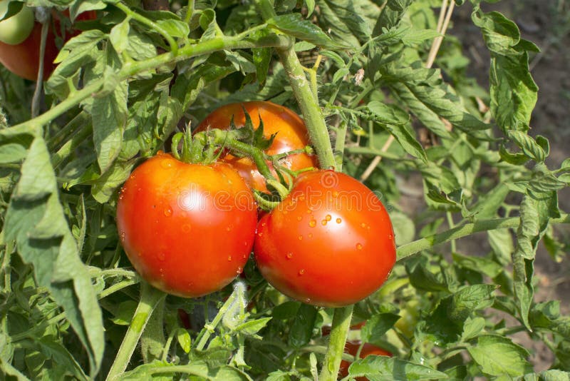 Red tomatoes on vine stock image. Image of fresh, juicy - 81329491