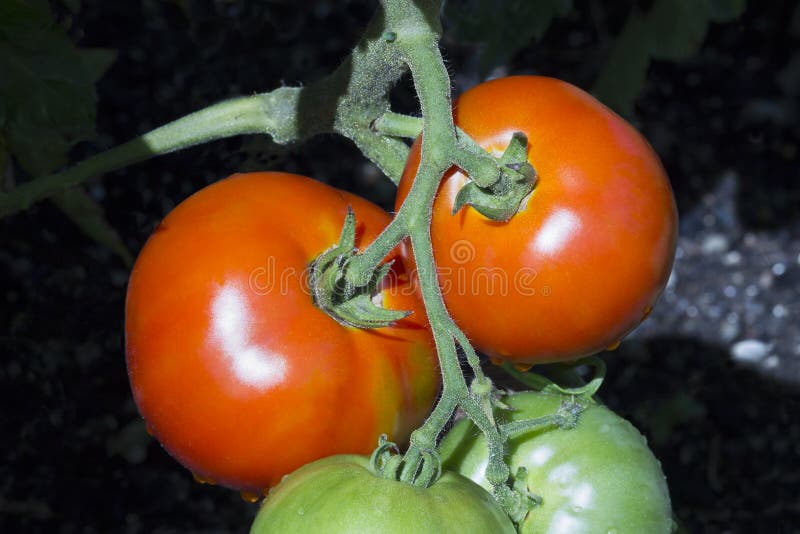 Red Tomatoes on the Vine stock image. Image of juicy - 95465333
