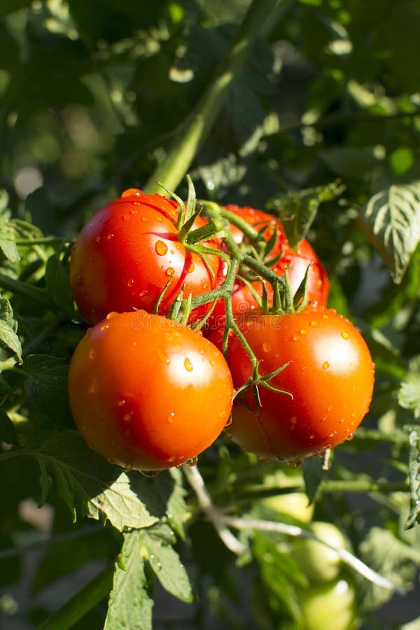 Red tomatoes on vine stock image. Image of fresh, juicy - 81329491