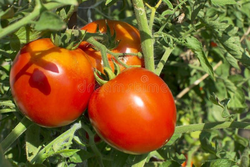 Red tomatoes on vine stock image. Image of fresh, juicy - 81329491