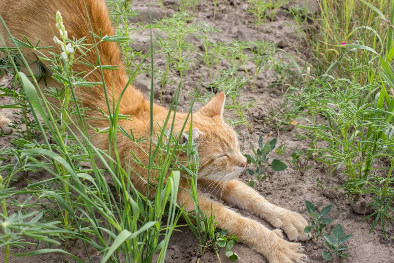 Red tomcat stock image. Image of stretches, brown, stretch - 55347833